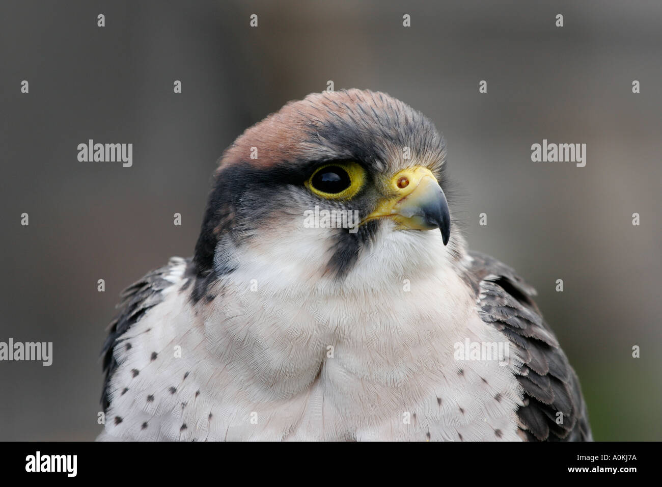 Peregrine Falcon portrait Stock Photo - Alamy