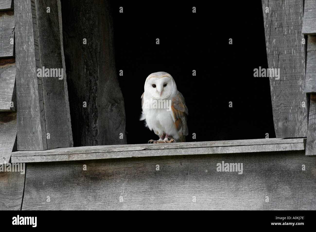 Barn Owl captive on barn window ledge Stock Photo - Alamy