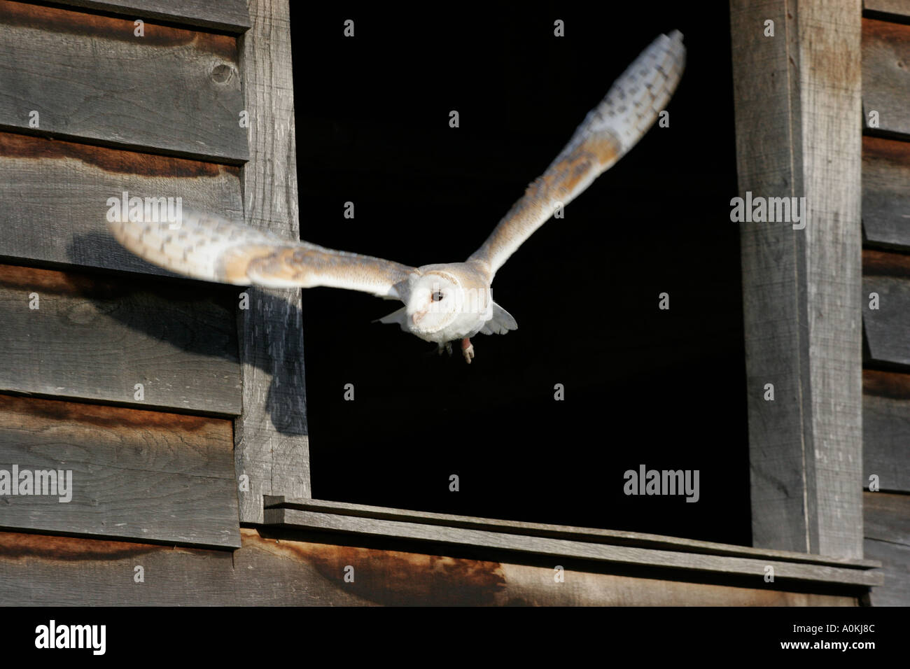 Flying barn door hi-res stock photography and images - Alamy