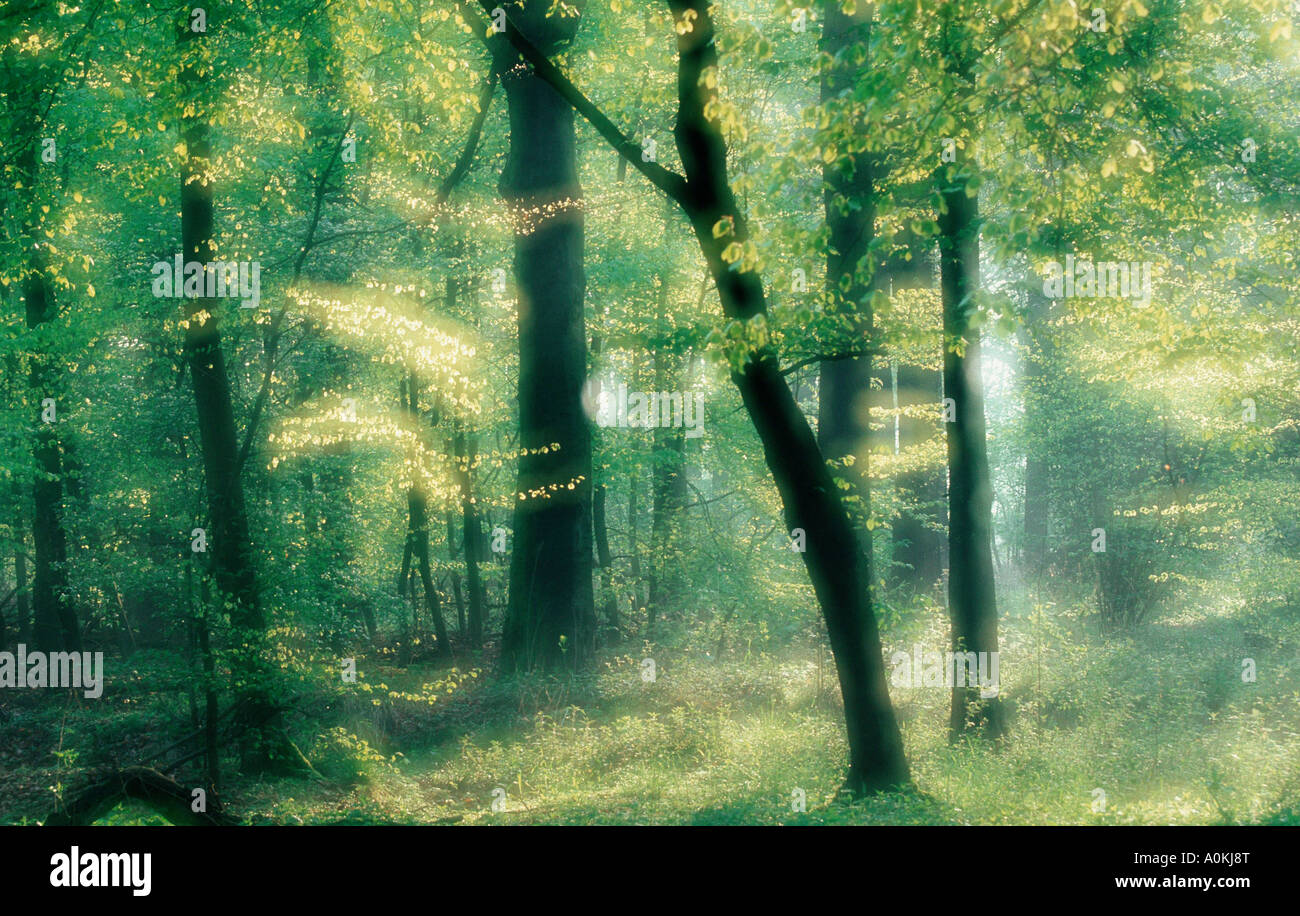 Deciduous forest on spring hi-res stock photography and images - Alamy