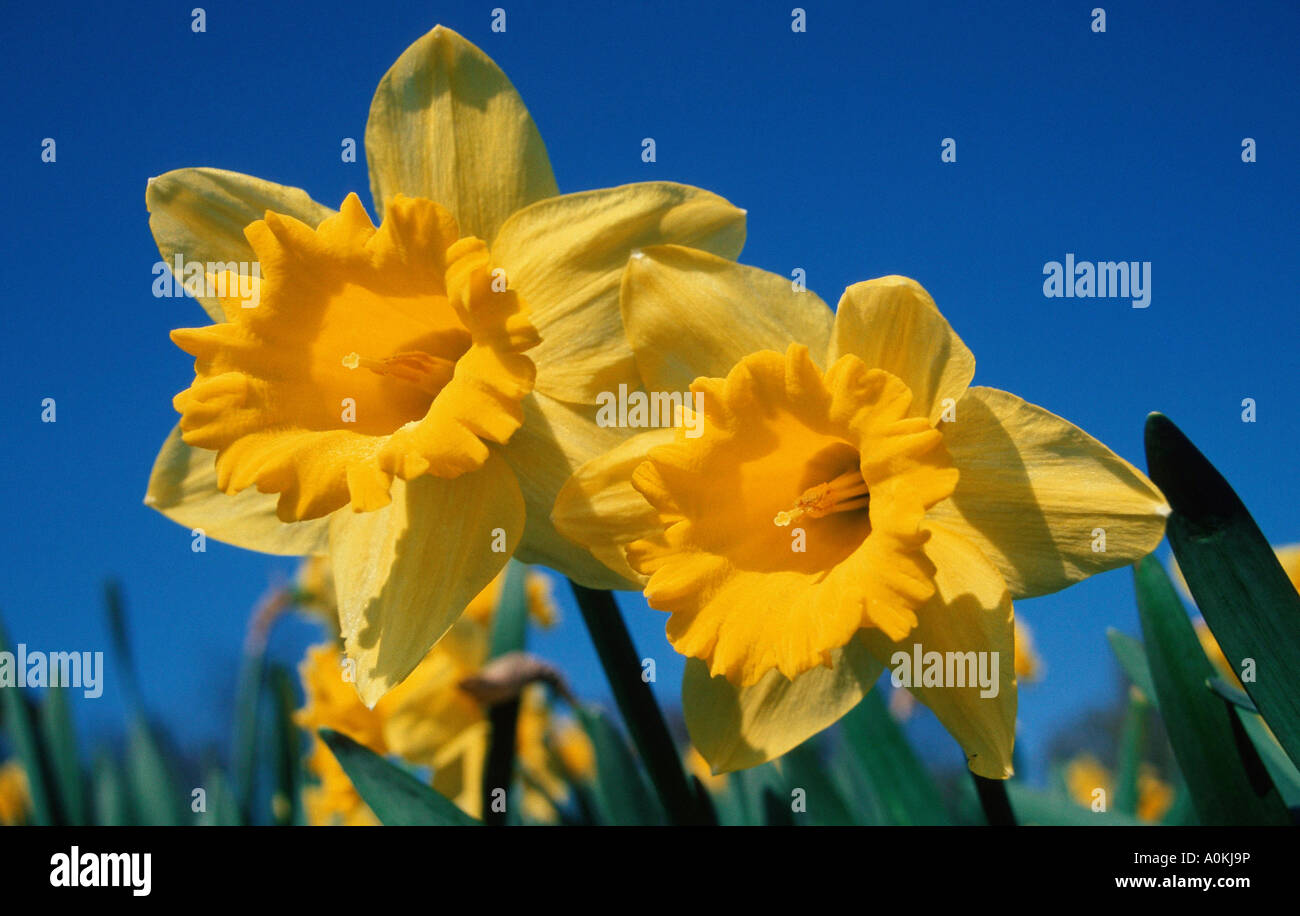 Daffodils Narcissus pseudonarcissus Stock Photo - Alamy