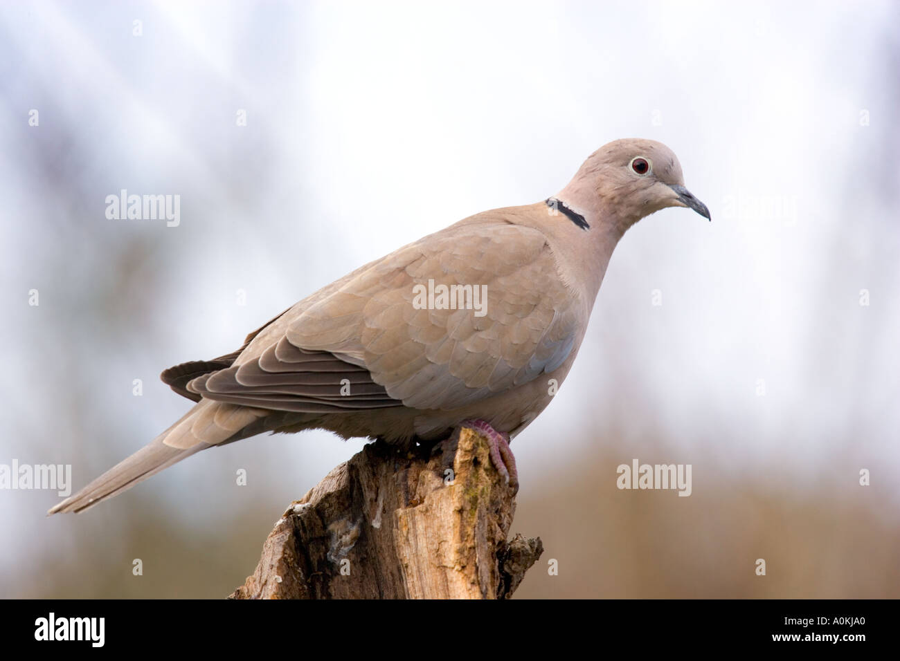 Collard dove bird hi-res stock photography and images - Alamy