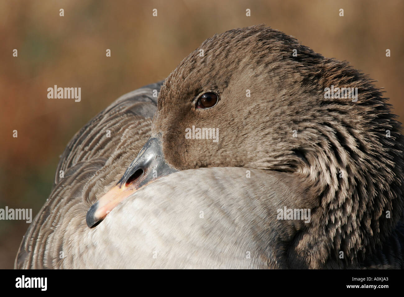 Grey goose head hi-res stock photography and images - Alamy