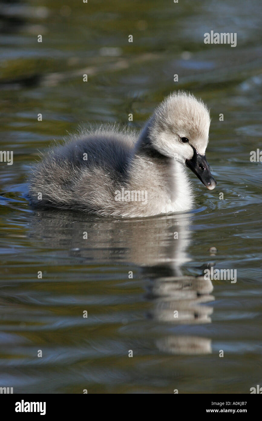 Swan and cygnet hi-res stock photography and images - Alamy