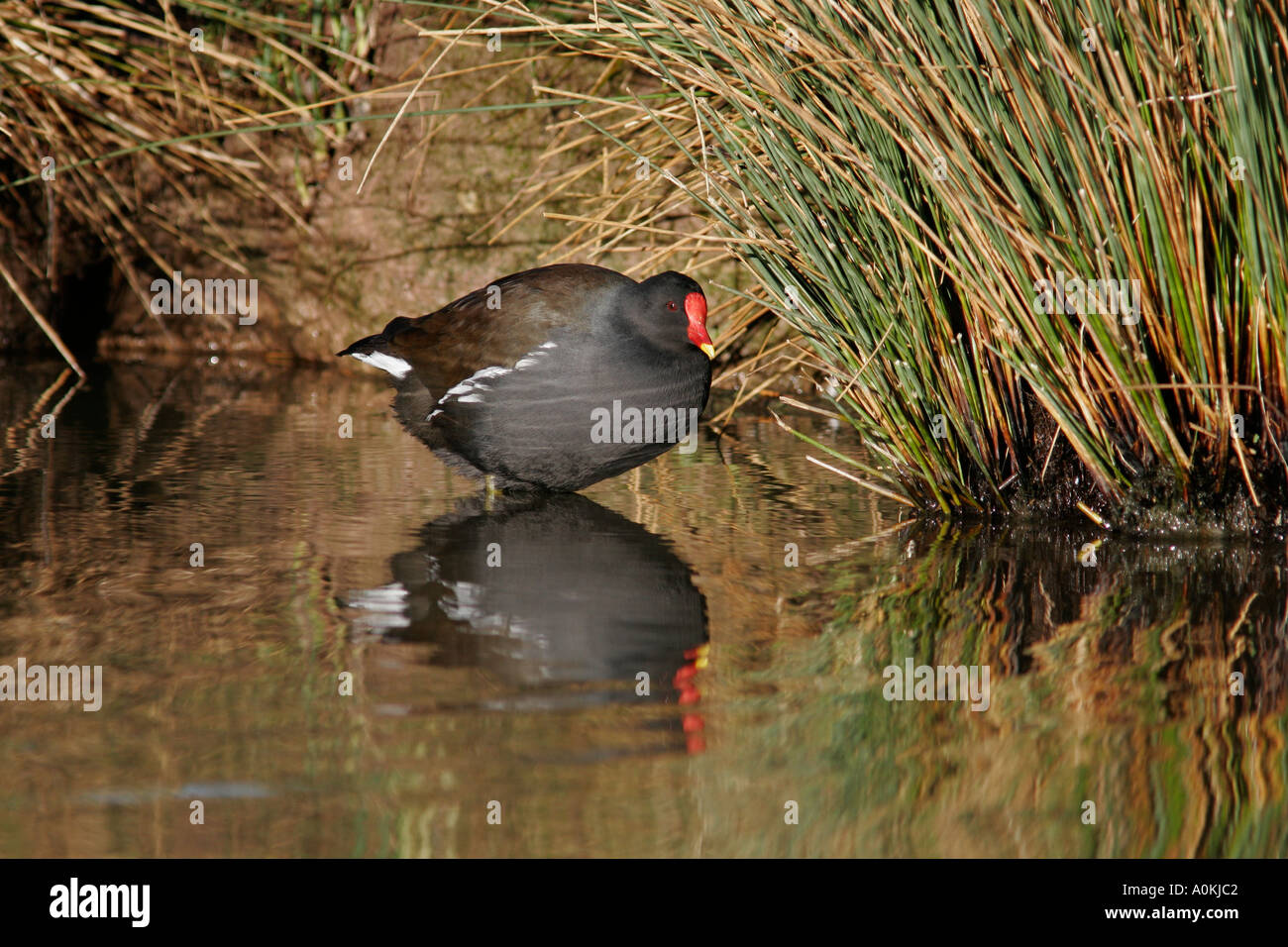 Wild moorhen hi-res stock photography and images - Alamy