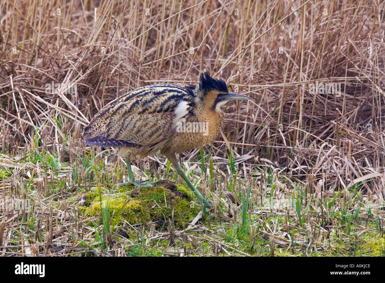 Bittern walking in reed bed hi-res stock photography and images - Alamy