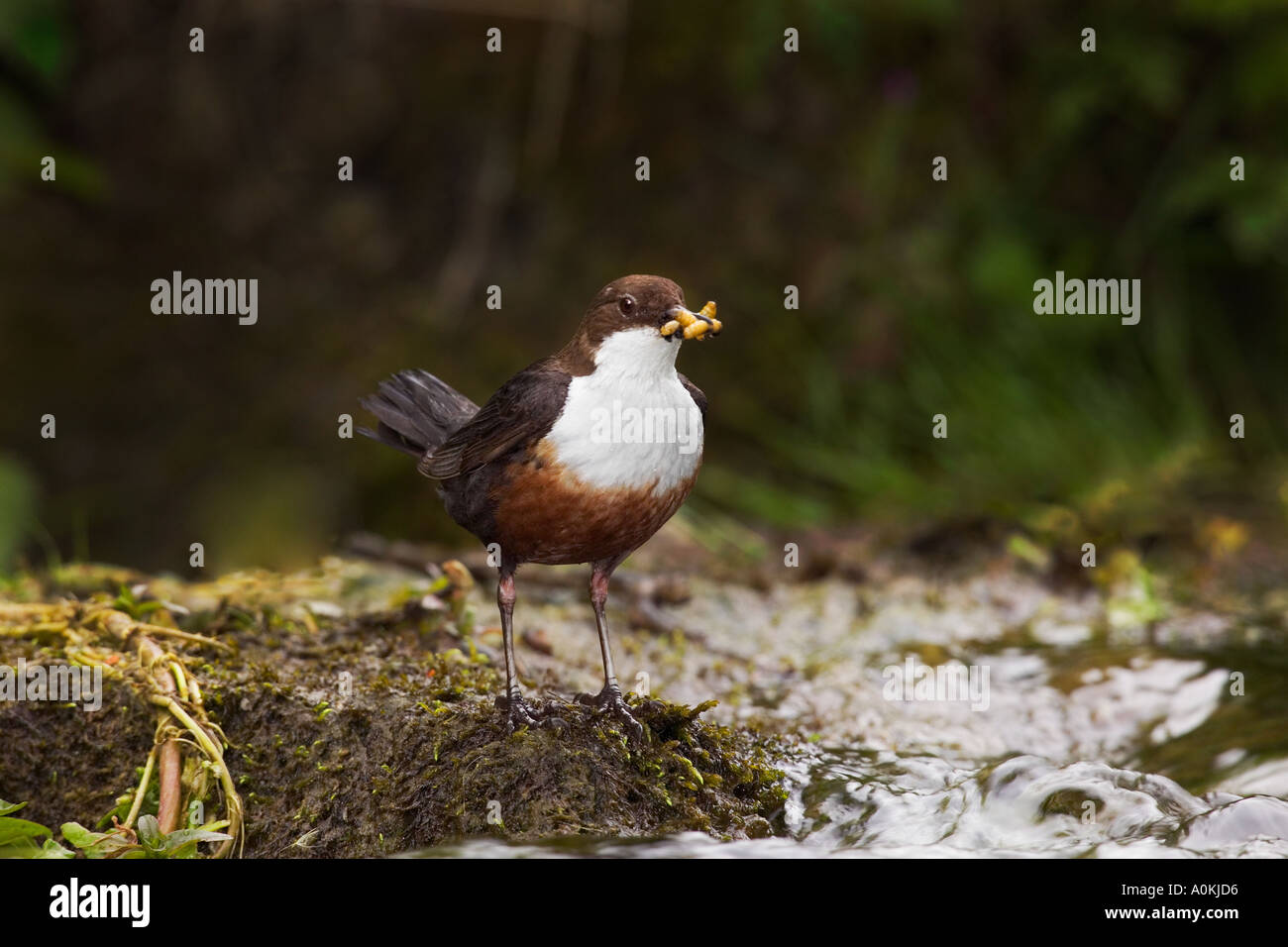 Insects covered with moss hi-res stock photography and images - Alamy