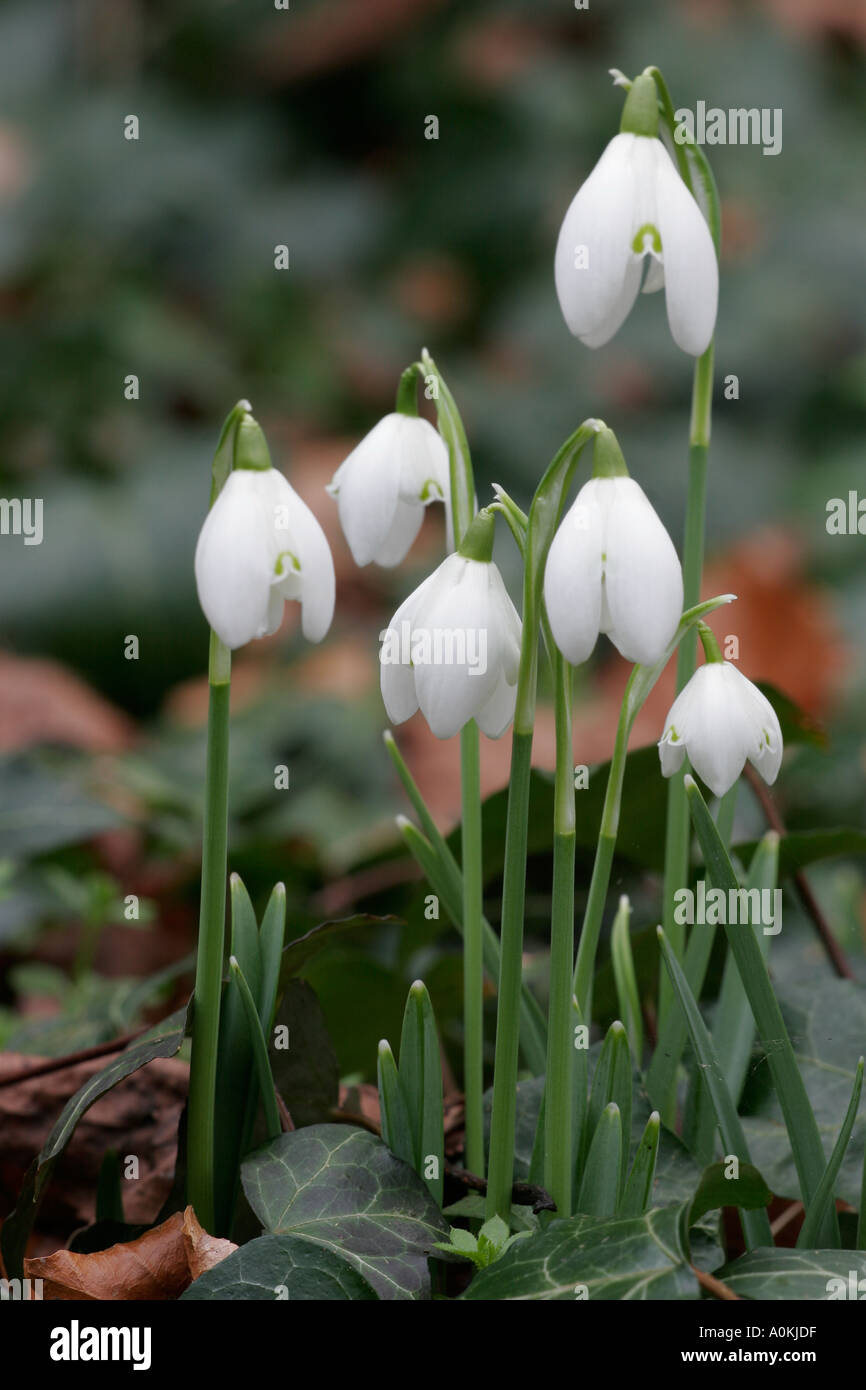 Flower british snowdrop hi-res stock photography and images - Alamy