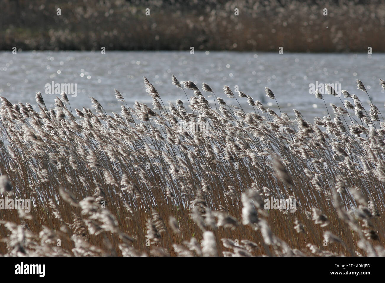 Reed Bed on River Bank Stock Photo - Alamy