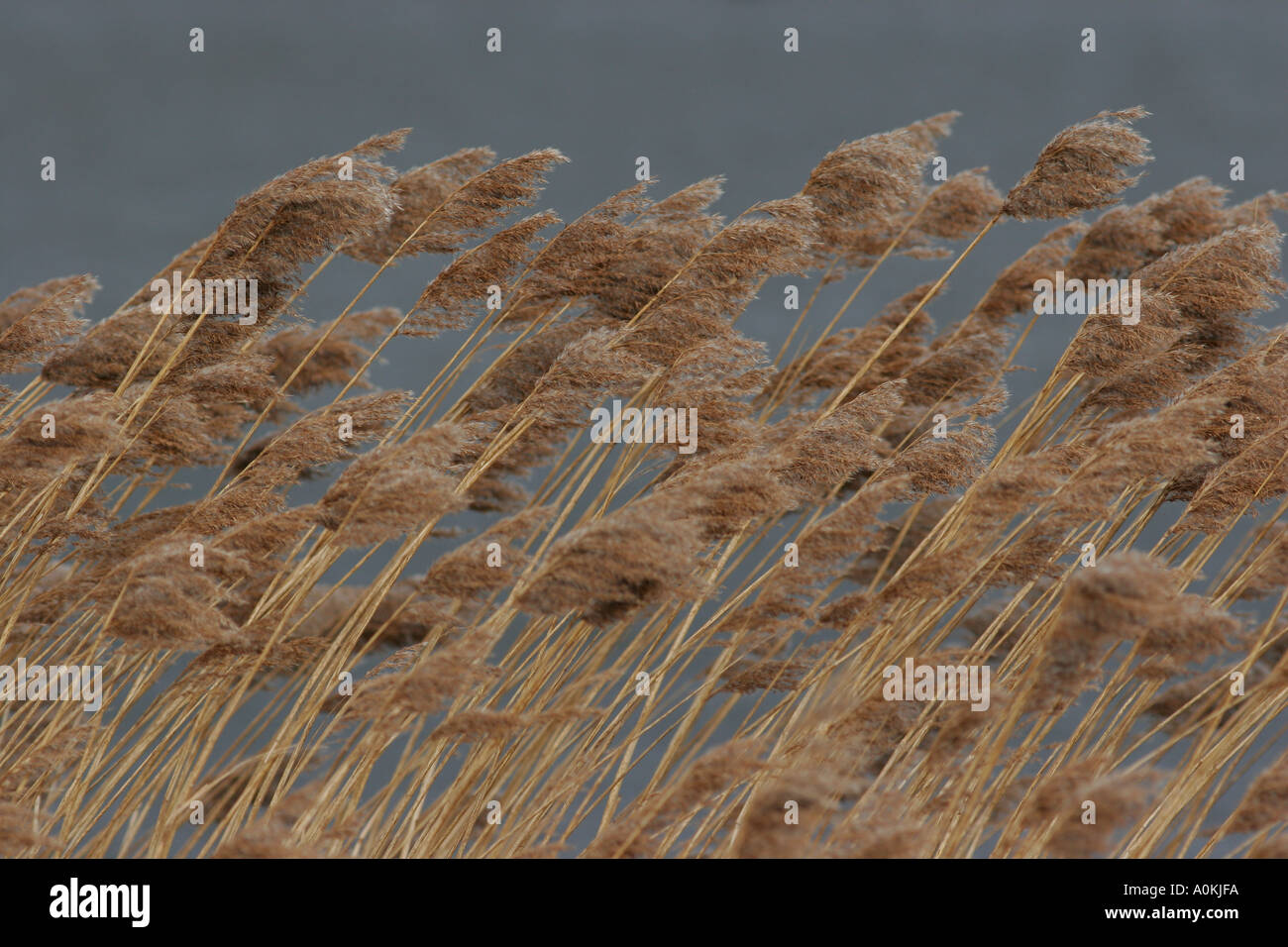 Reed bed hi-res stock photography and images - Alamy