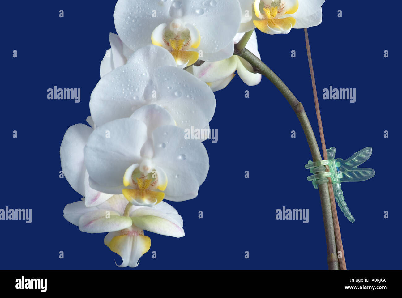 Blue orchidee hi-res stock photography and images - Alamy