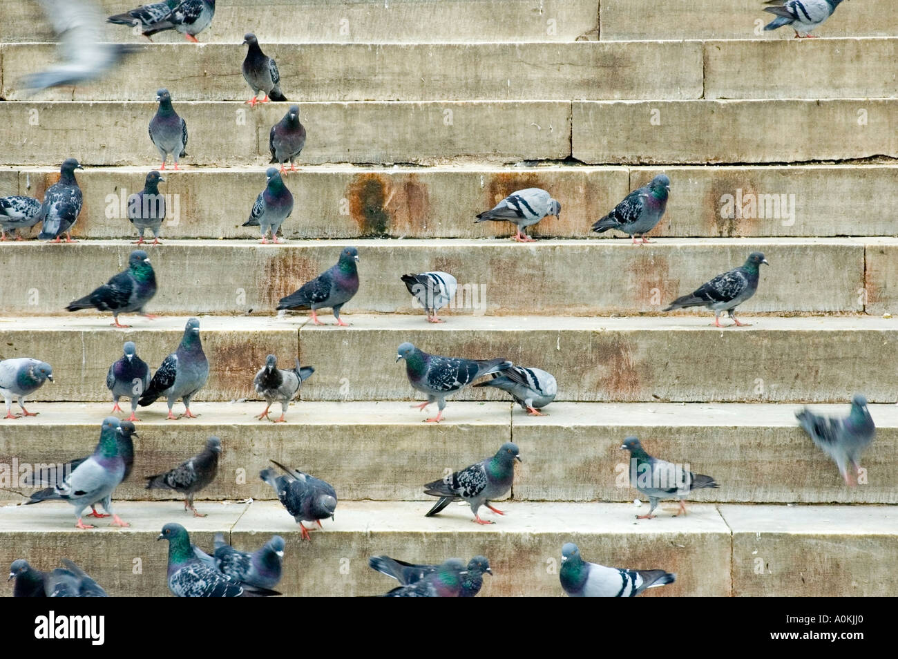 Pigeons on steps new hi-res stock photography and images - Alamy