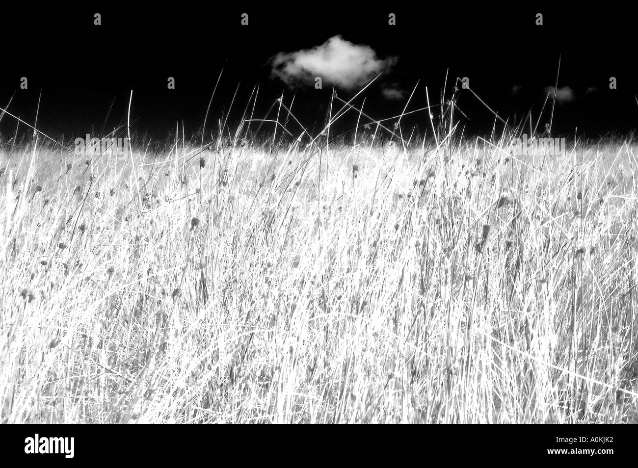 Only grass Black and White Stock Photos & Images - Alamy