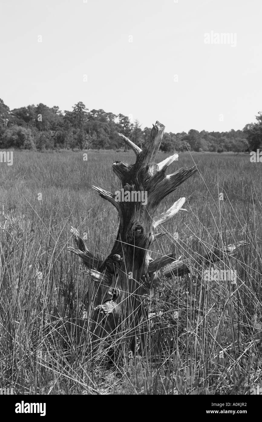 Weathered tree in wetland outside of Savannah Georgia, USA Stock Photo ...