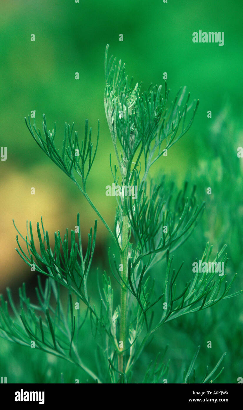 Artemisia abrotanum or southernwood hi-res stock photography and images ...