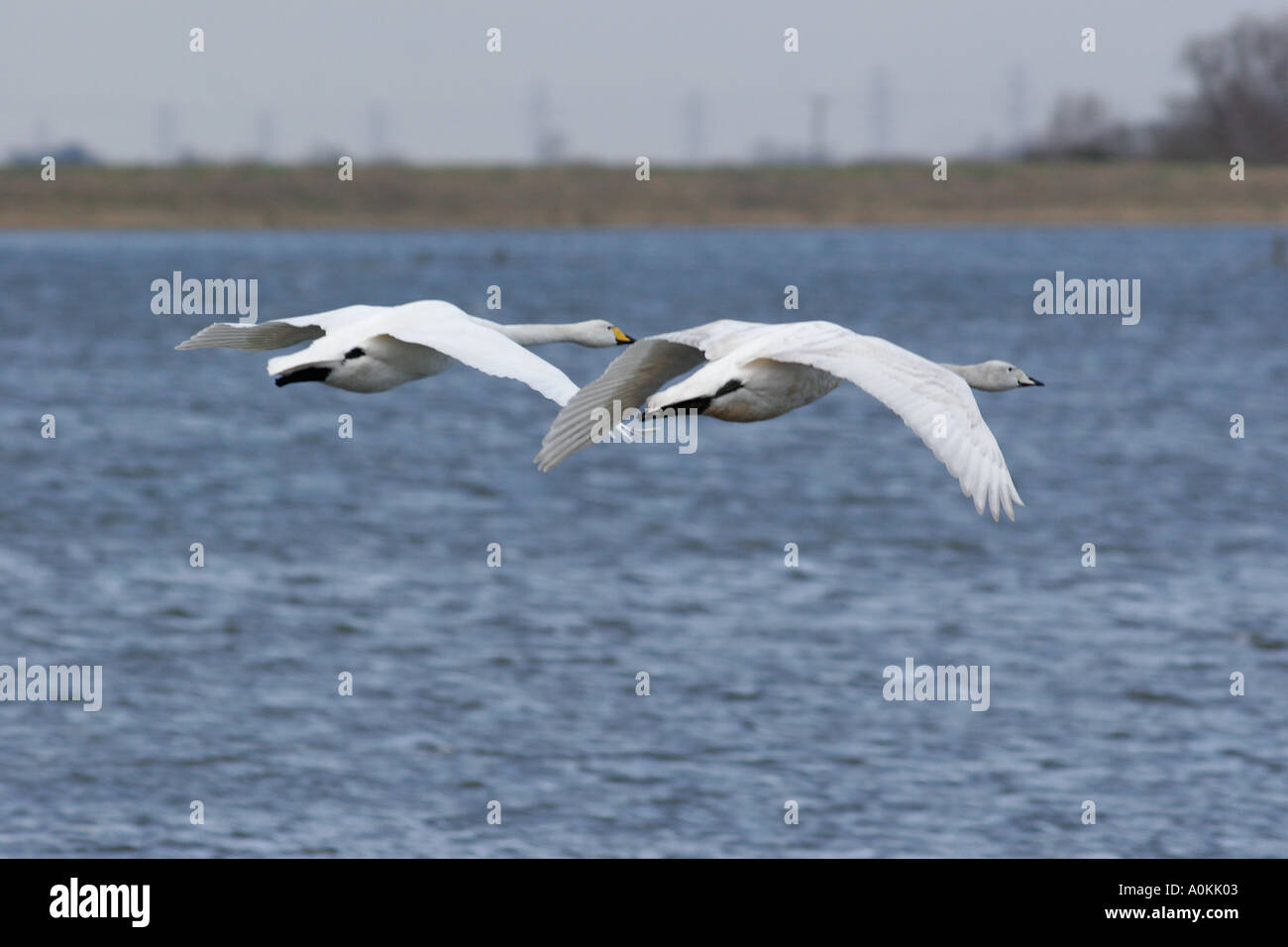 Whooper Swan in flight at Welney Stock Photo - Alamy