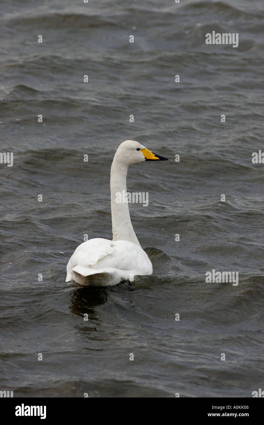 Sean bird hi-res stock photography and images - Alamy