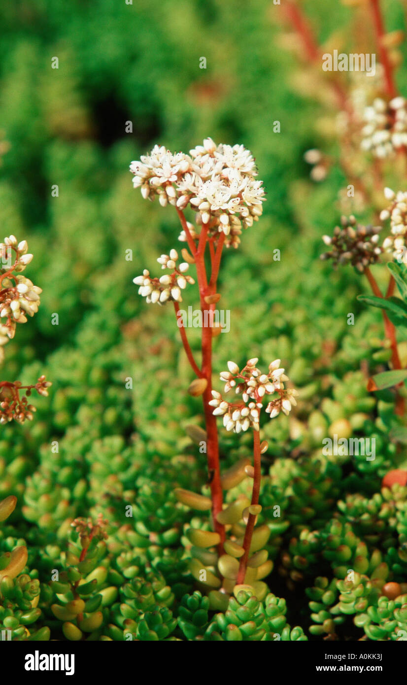 White Stonecrop Sedum album Stock Photo - Alamy