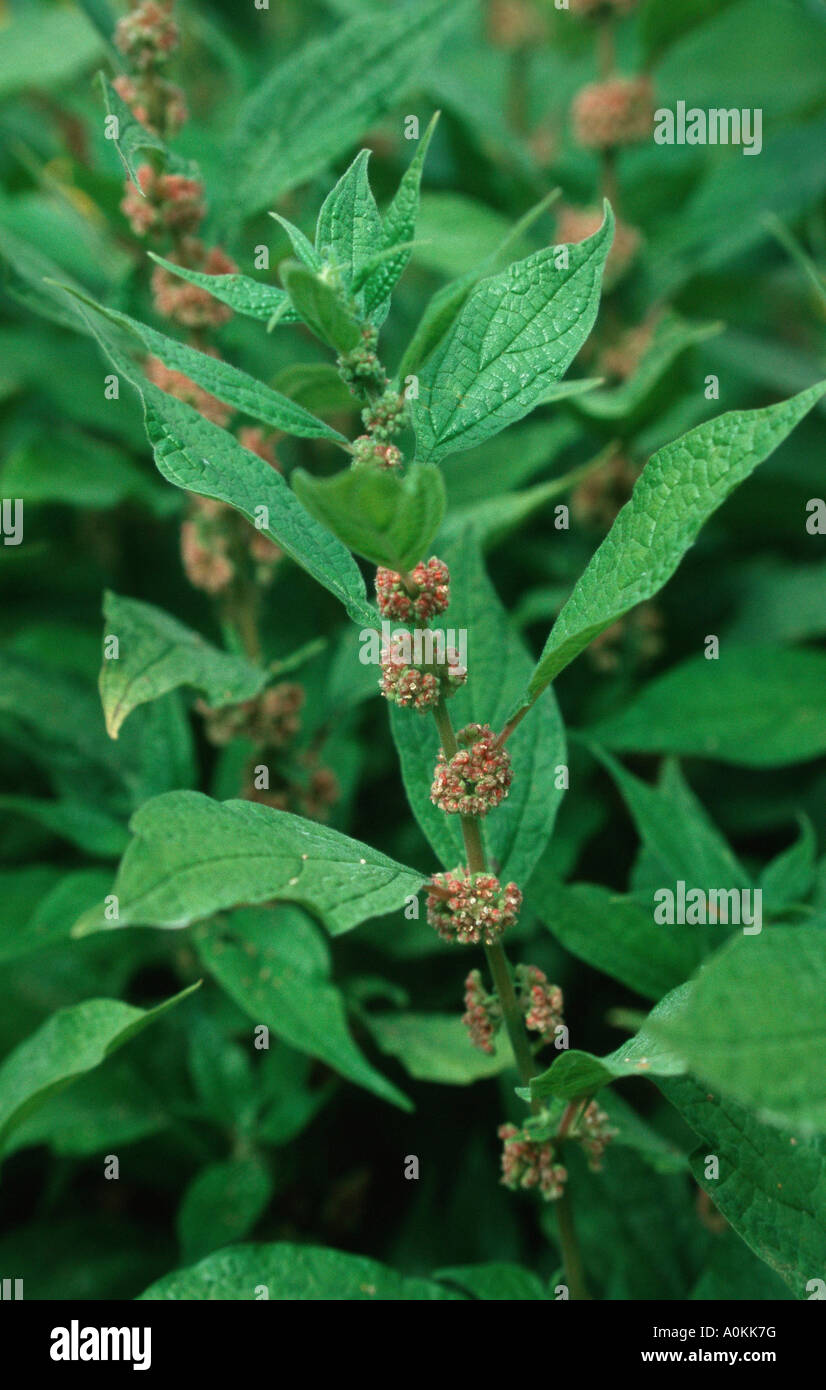 Pellitory of the Wall Parietaria judaica Stock Photo - Alamy