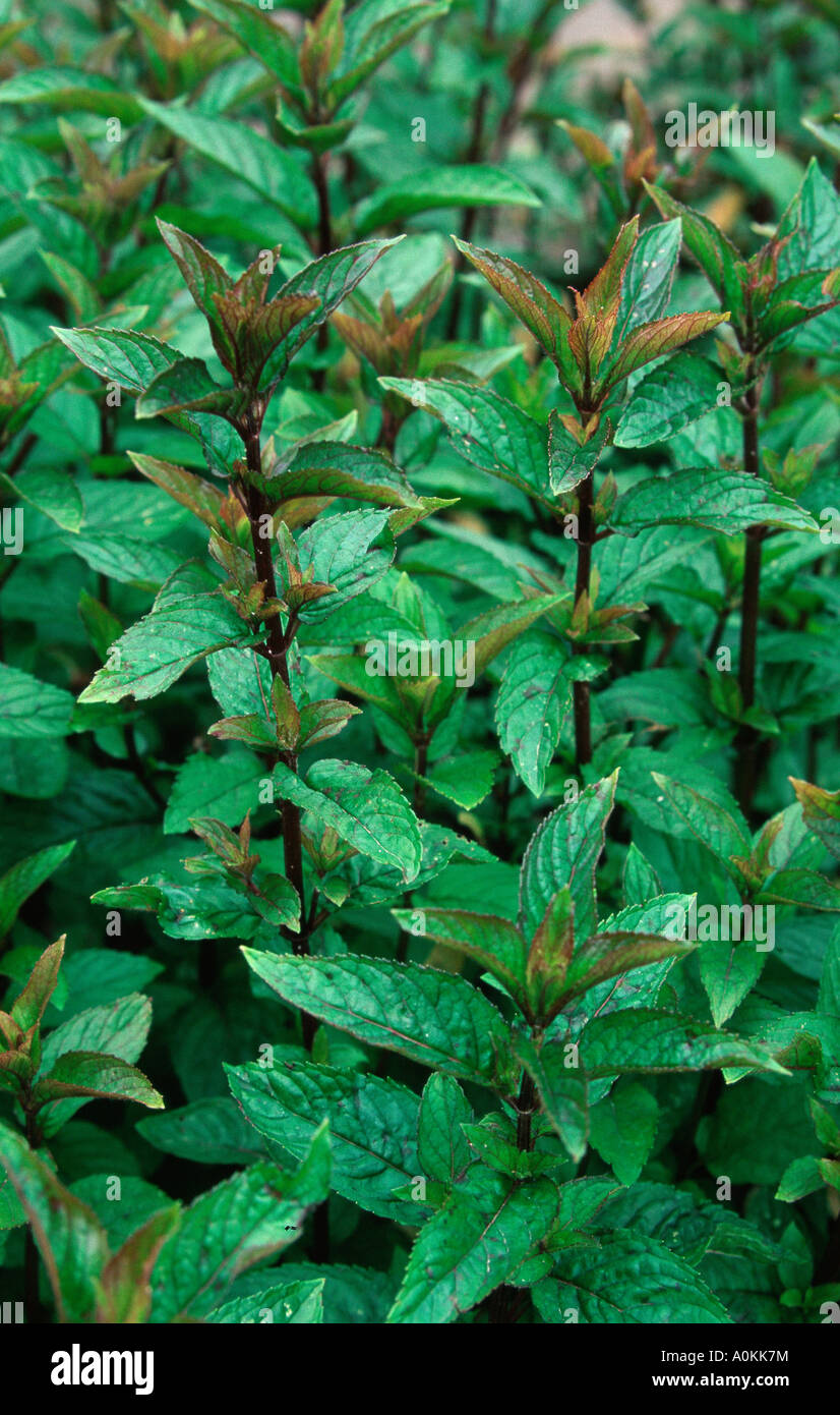 Peppermint Mentha x piperita Stock Photo - Alamy