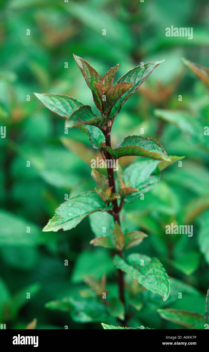 Peppermint Mentha x piperita Stock Photo - Alamy