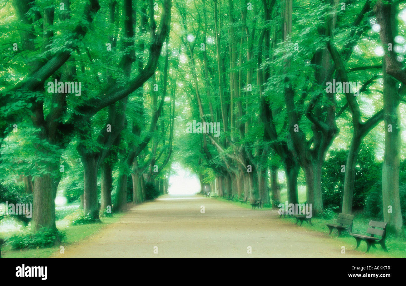 Lime Tree Avenue in spring Stock Photo - Alamy