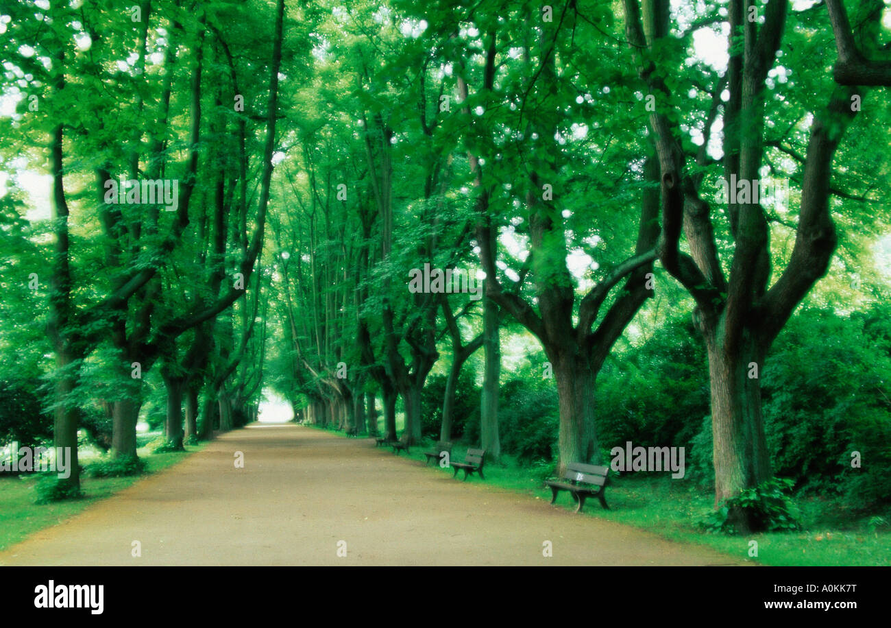 Lime Tree Avenue in spring Stock Photo - Alamy