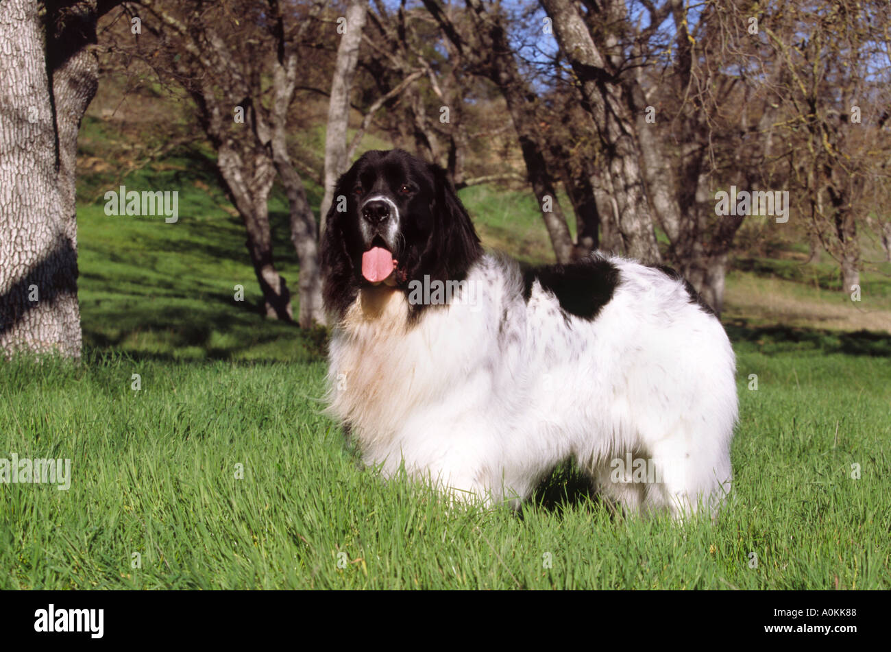 Rescue dog newfoundland swimming hi-res stock photography and images ...