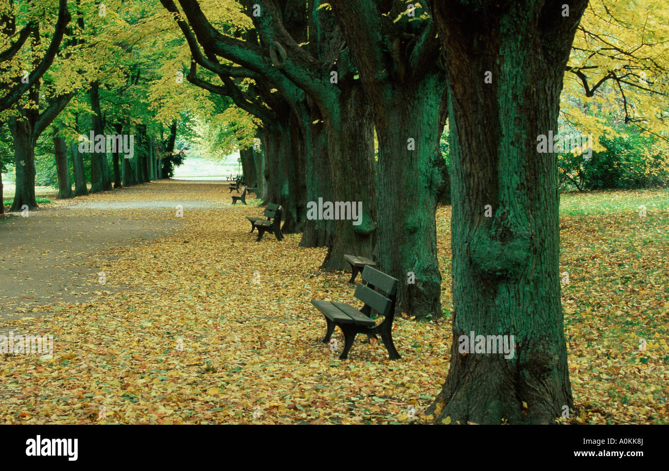 Lime Tree Avenue in autumn Stock Photo - Alamy