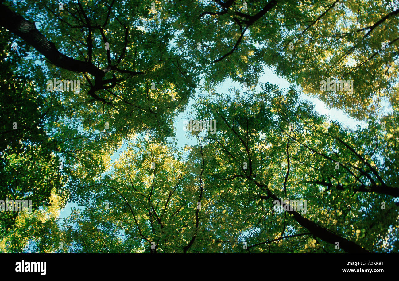 Lime Trees in autumn Stock Photo - Alamy