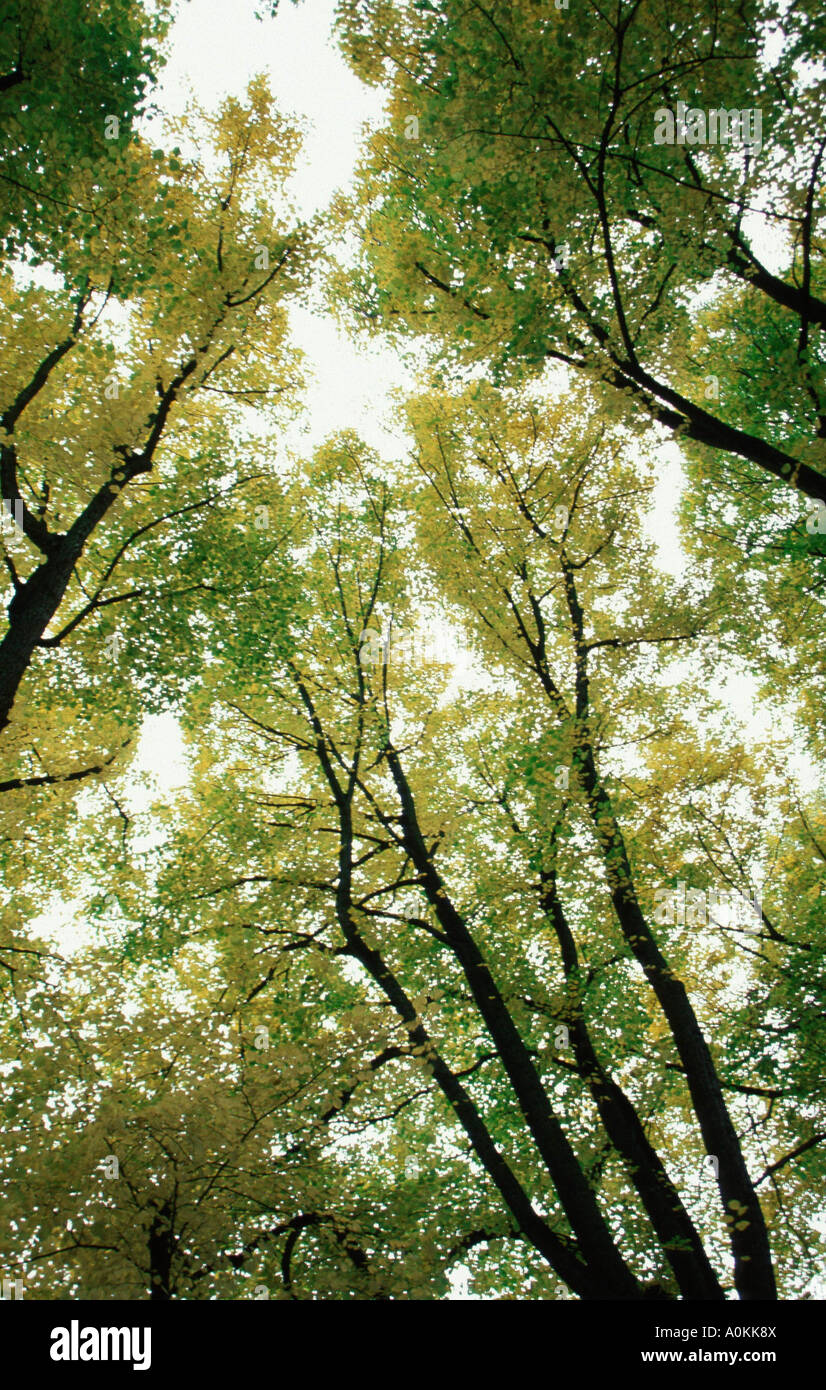 Lime Trees in autumn Stock Photo - Alamy