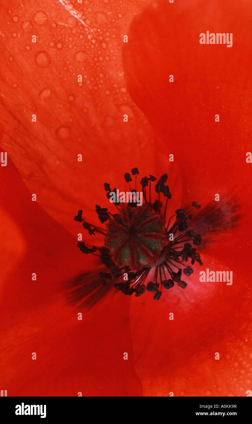 Common Poppy flower detail Papaver rhoeas Stock Photo - Alamy