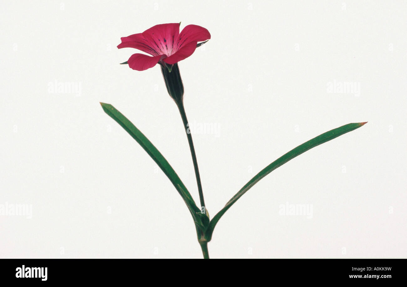 Corn cockle Agrostemma githago Stock Photo - Alamy