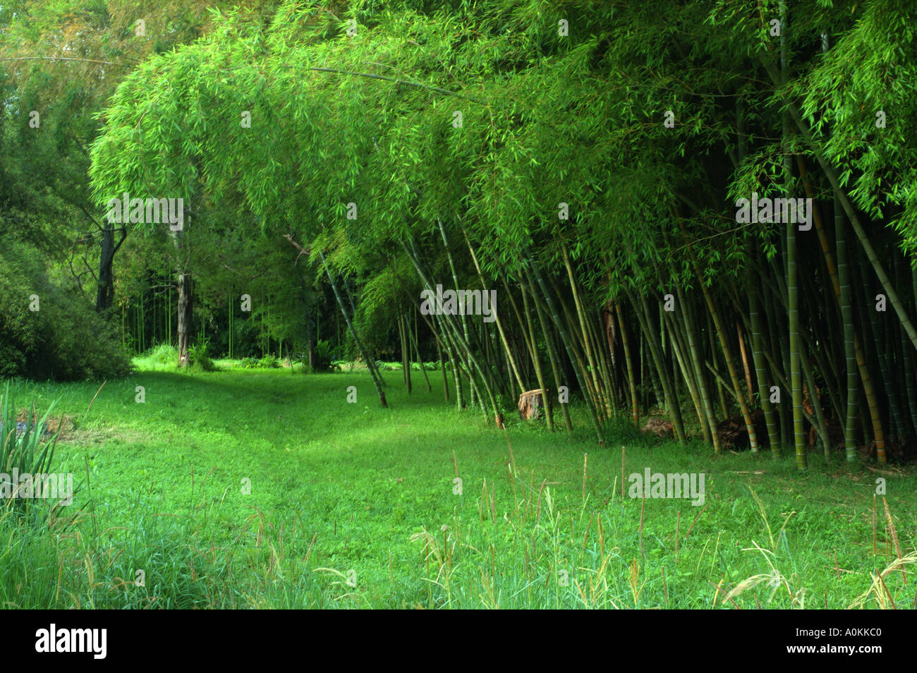 Moso Bamboo Scientific name Phyllostachys Pubescens growing in ...