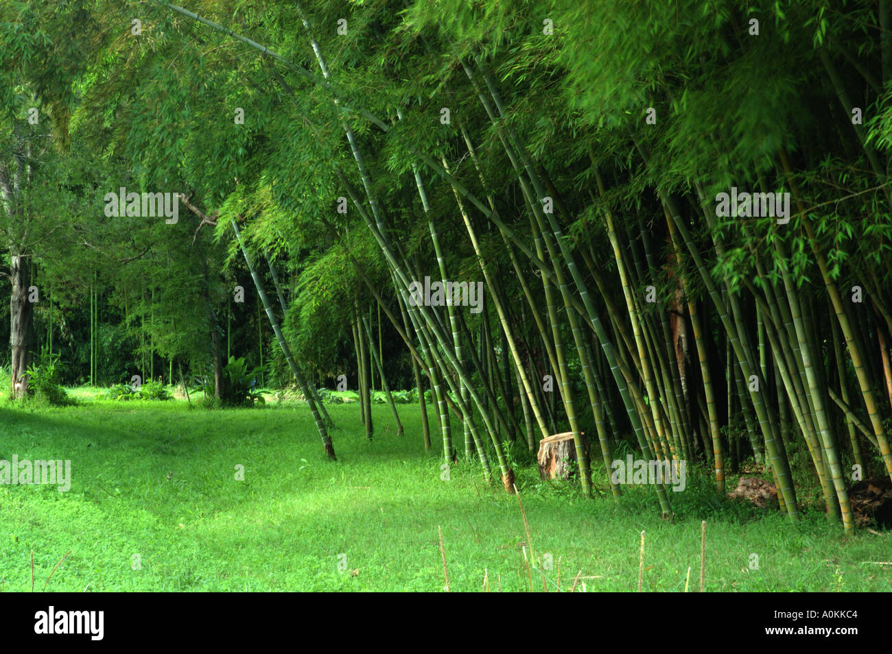 Moso Bamboo Scientific name Phyllostachys Pubescens growing in ...