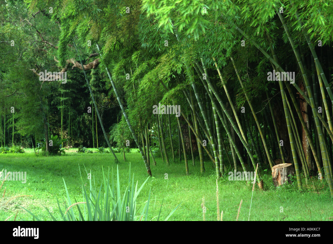 Moso Bamboo Scientific name Phyllostachys Pubescens growing in ...