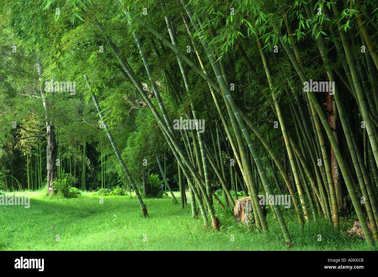 Moso Bamboo Scientific name Phyllostachys Pubescens growing in ...
