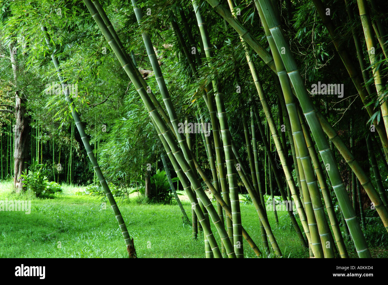 Bamboo Moso Scientific Name Phyllostachys Pubescens growing Queensland ...