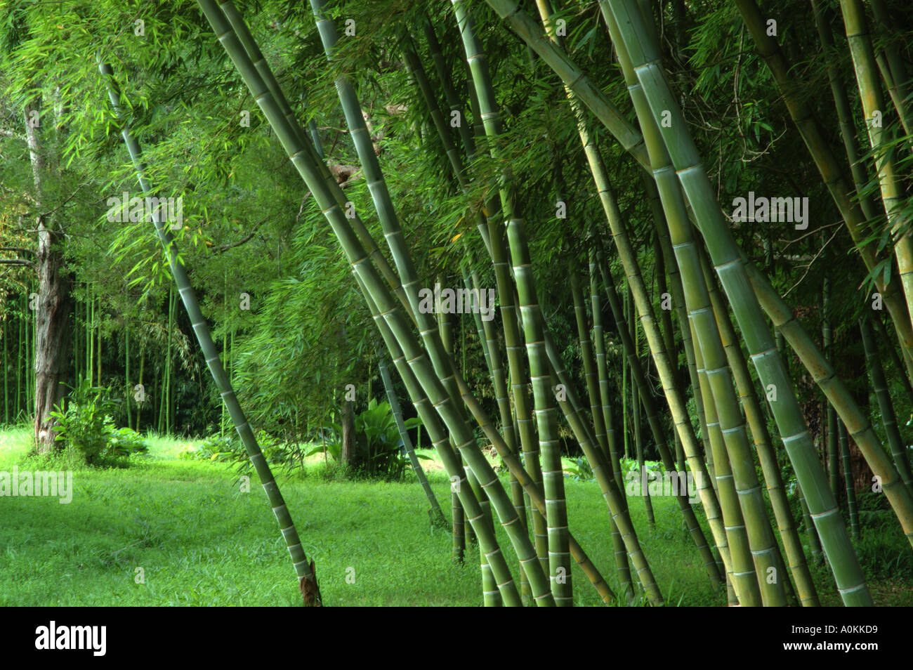 Bamboo Moso Scientific Name Phyllostachys Pubescens growing Queensland ...