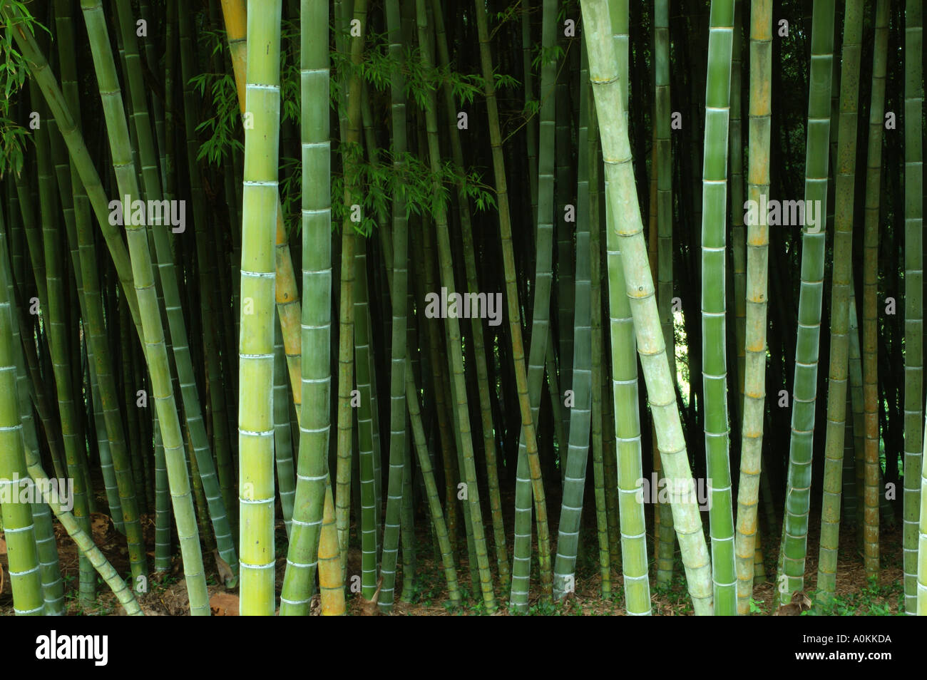 Bamboo Moso Scientific Name Phyllostachys Pubescens growing Queensland ...