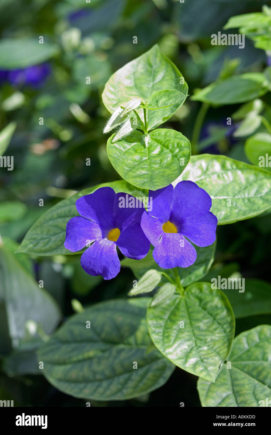 Bush Clock Vine (Thurnbergia togoensis Stock Photo - Alamy