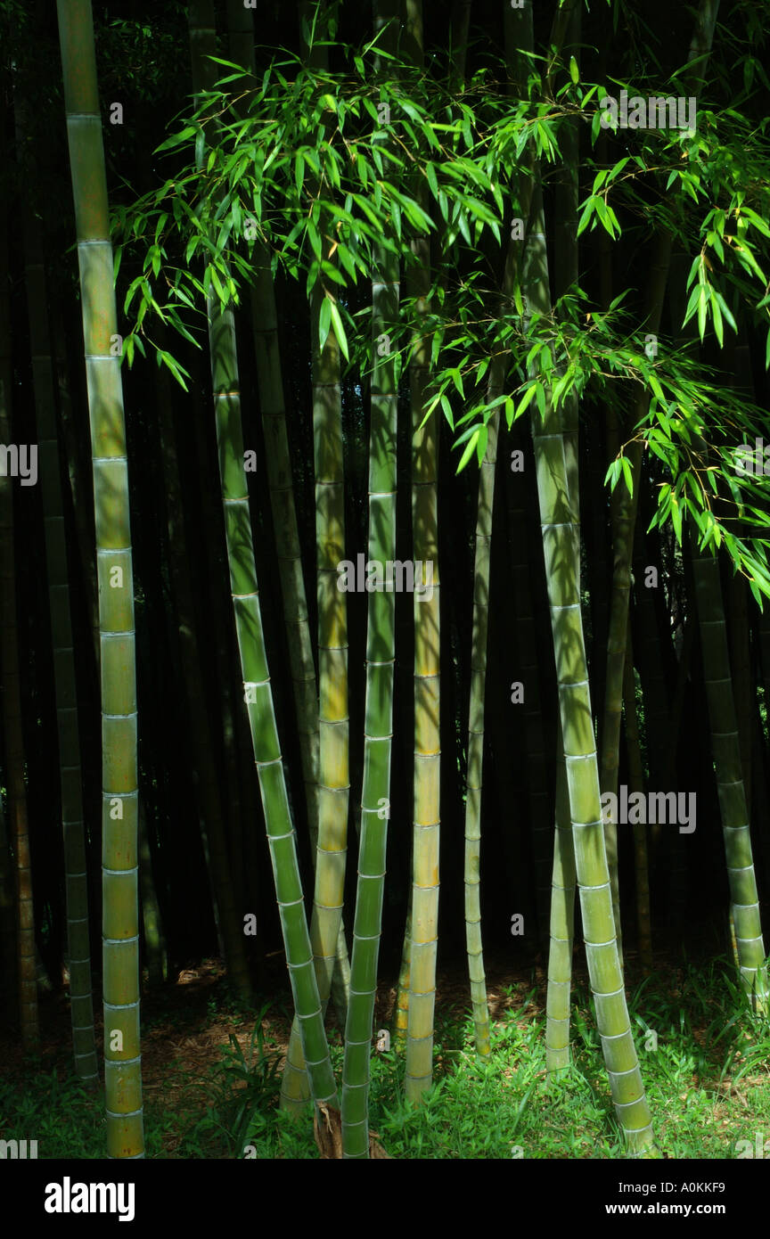 Bamboo Moso Scientific Name Phyllostachys Pubescens growing Queensland ...