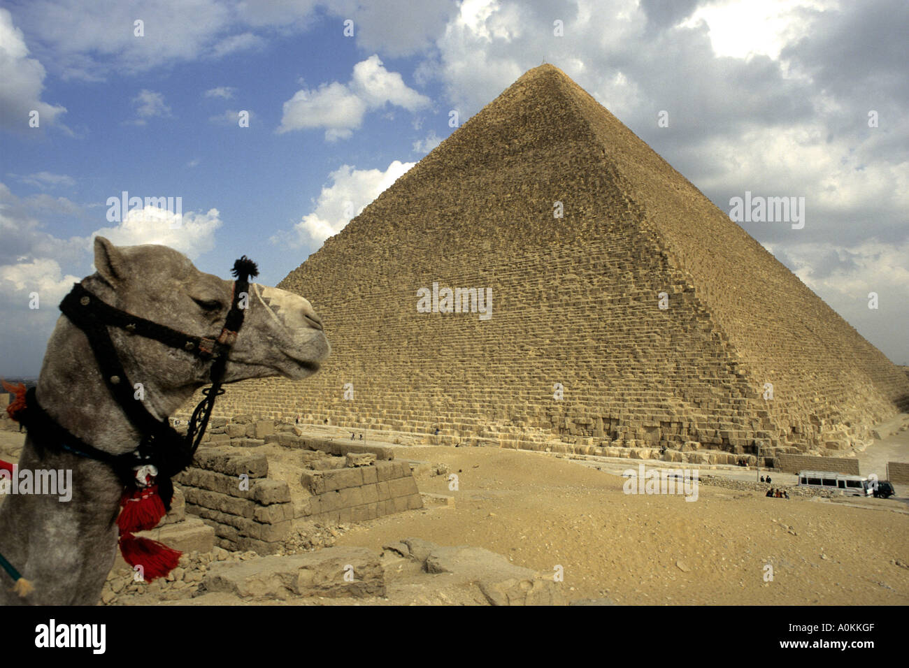 Camel at the pyramids of Giza, Egypt Stock Photo - Alamy