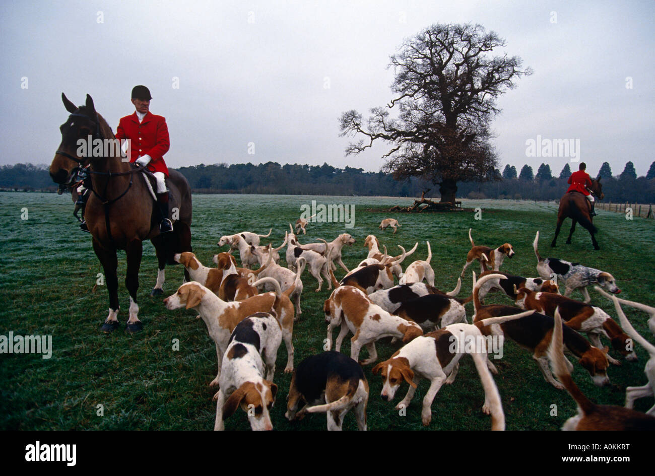 Foxhunting The Quorn hunt in Leicestershire England Stock Photo - Alamy