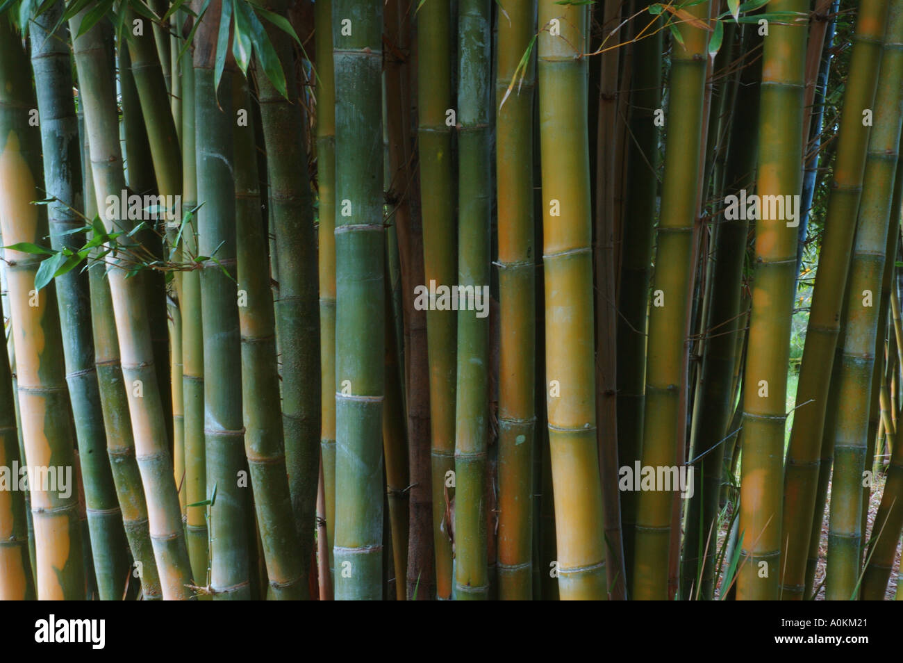 Bamboo bambusa oldhamii numbered for harvesting Queensland Australia ...