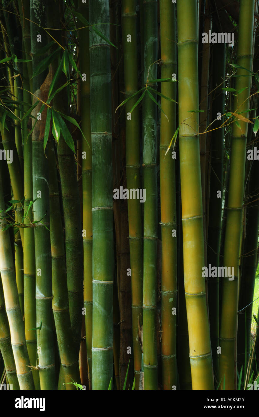 Bamboo bambusa oldhamii numbered for harvesting Queensland Australia ...