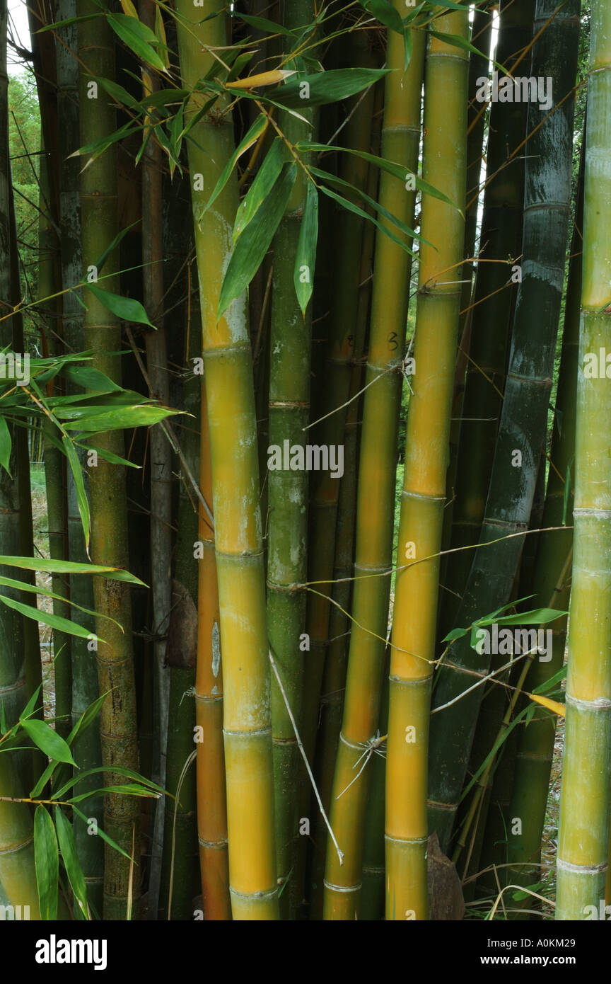 Bamboo bambusa oldhamii numbered for harvesting Queensland Australia ...