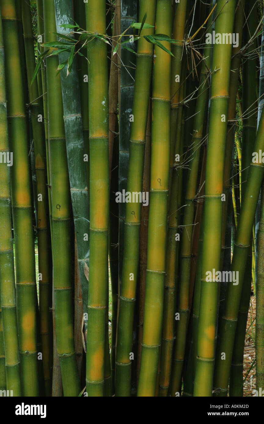 Bamboo bambusa oldhamii numbered for harvesting Queensland Australia ...