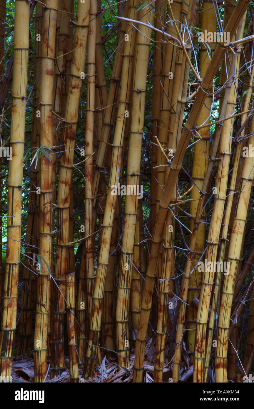 Brown yellow Bamboo Vitatta scientific name Bambusa Vulgaris ...
