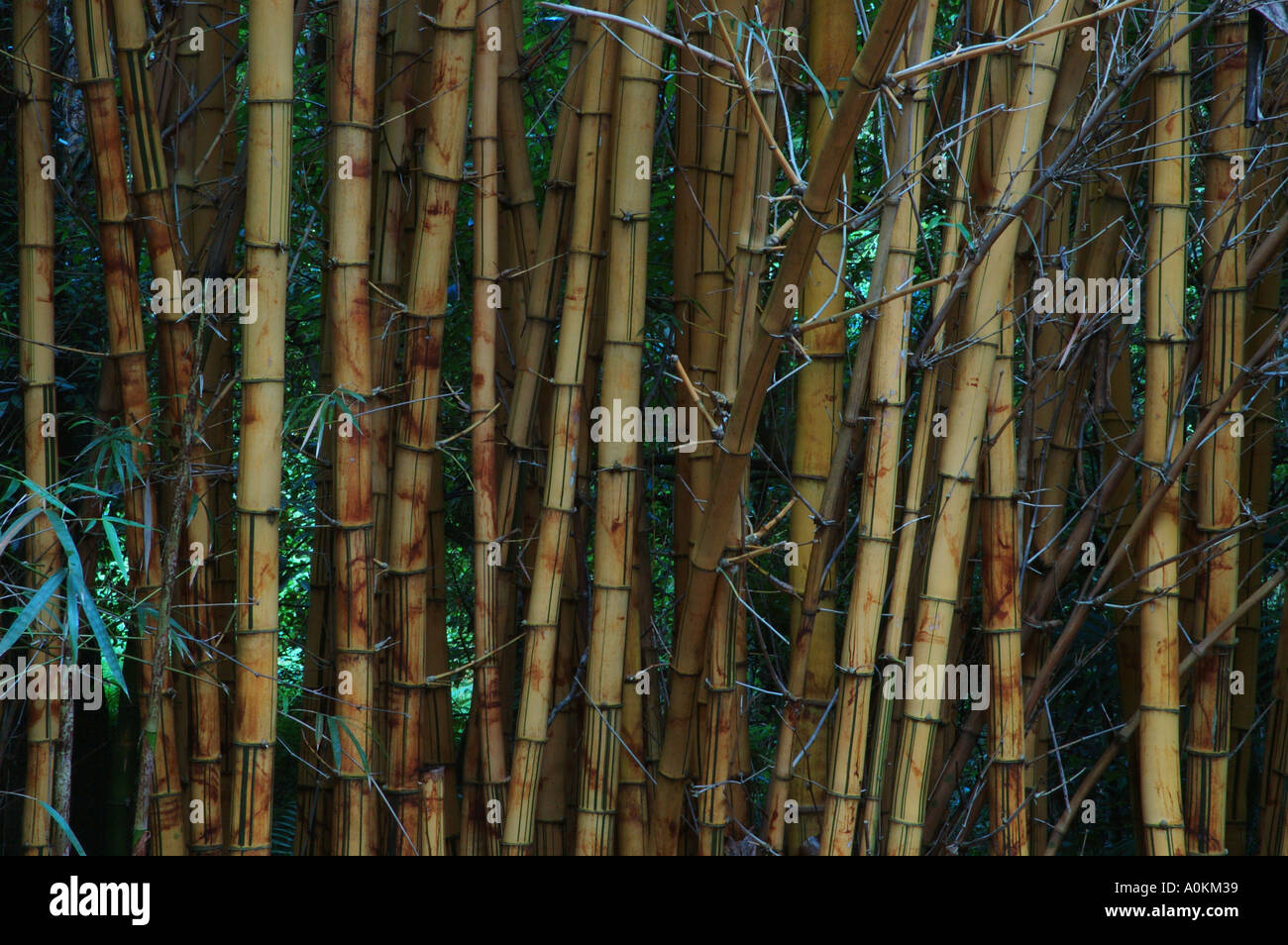 Brown yellow Bamboo Vitatta scientific name Bambusa Vulgaris ...